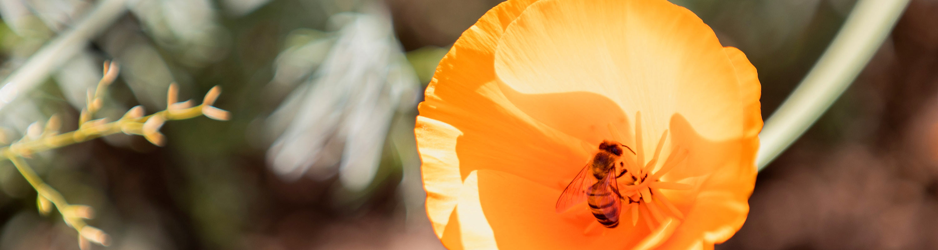 Environmental Science